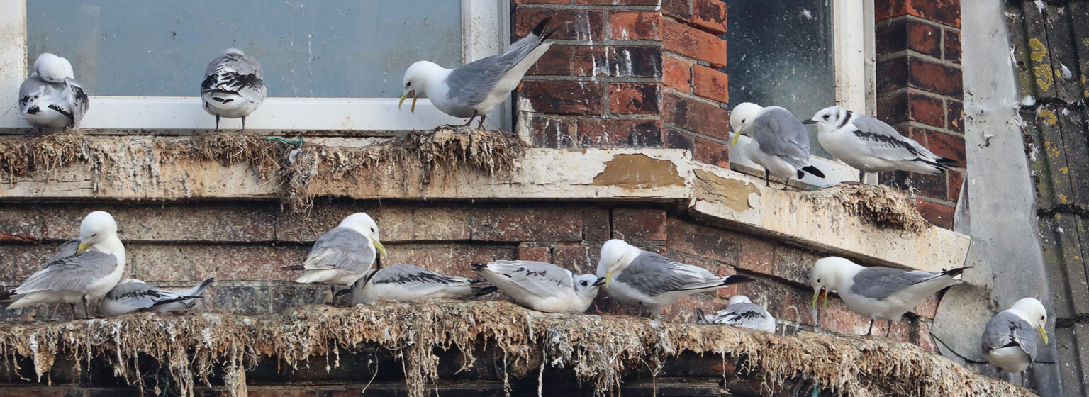 Kittiwakes