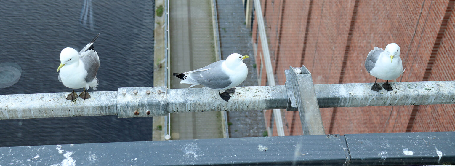 Kittiwakes